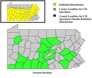 Allegheny Woodrat or Pack Rat (Neotoma floridana)