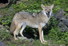 Coyote (Canis latrans)
