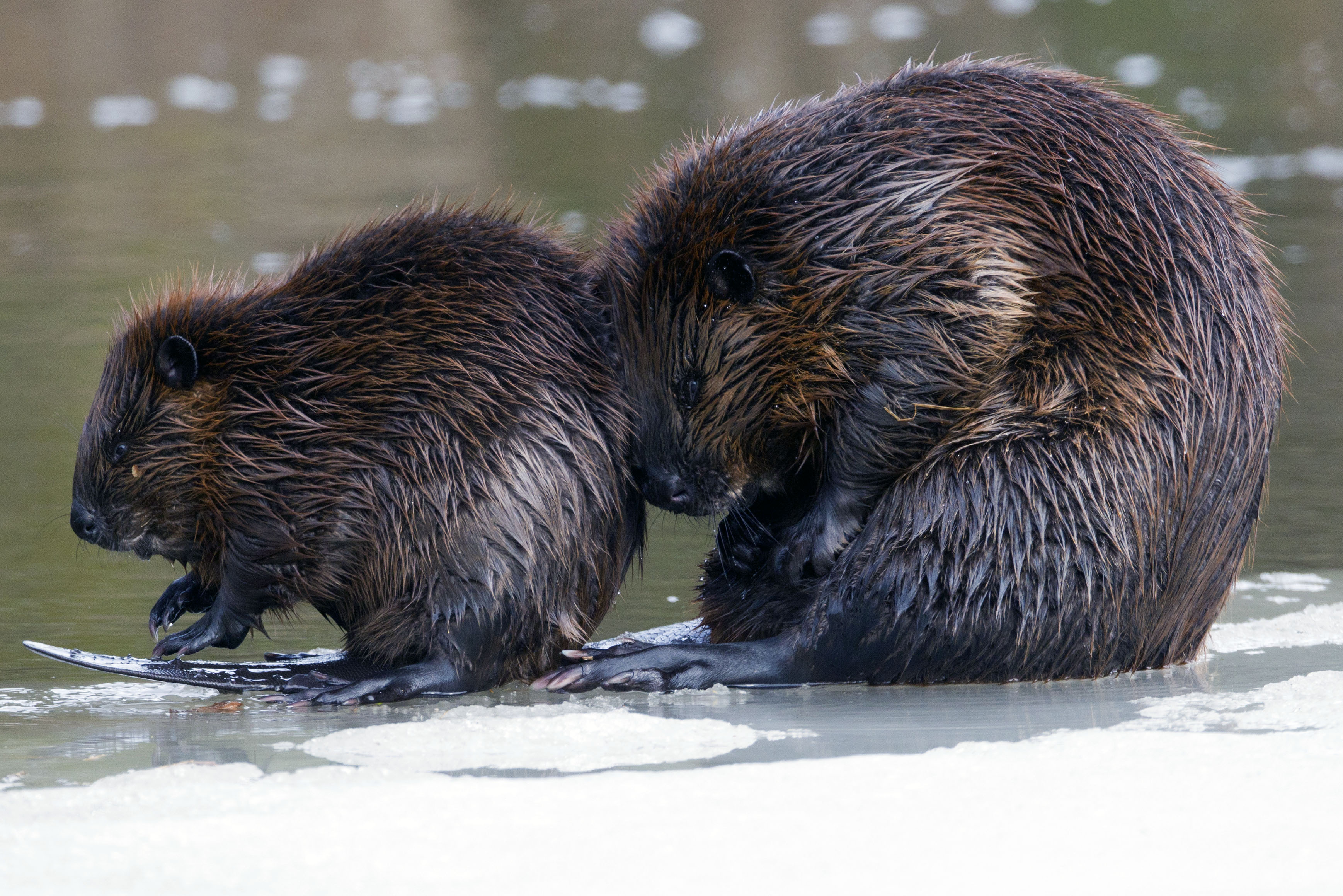 Beaver Castor Canadensis Beaver Castor Canadensis
