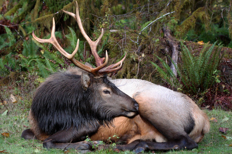 PA Mammals