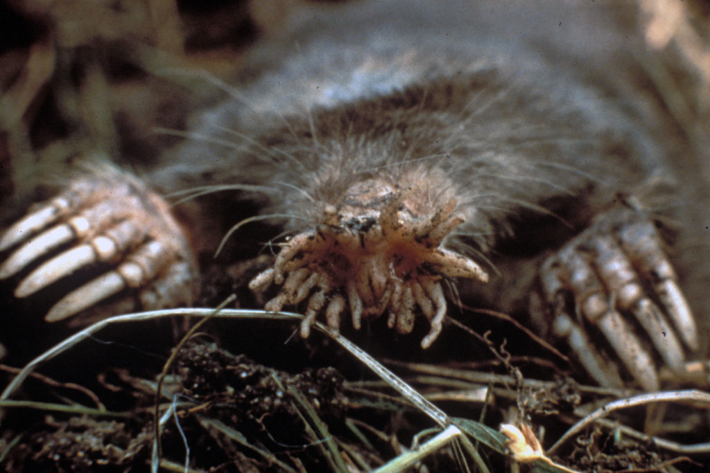 Star-nosed Mole (Condylura cristata)