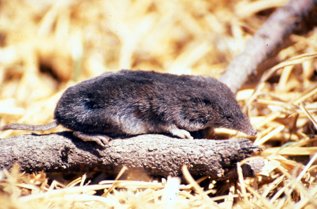 PA Mammals