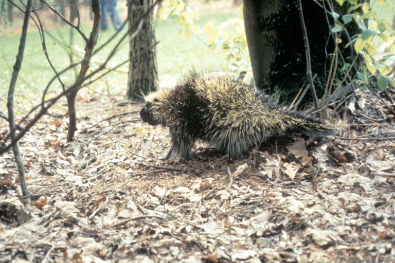 PA Mammals
