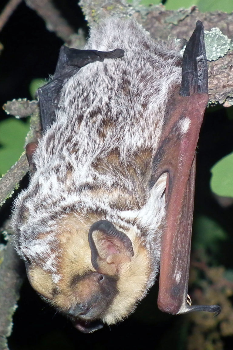 PA Mammals