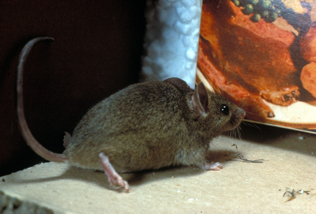 House Mouse (Mus musculus)