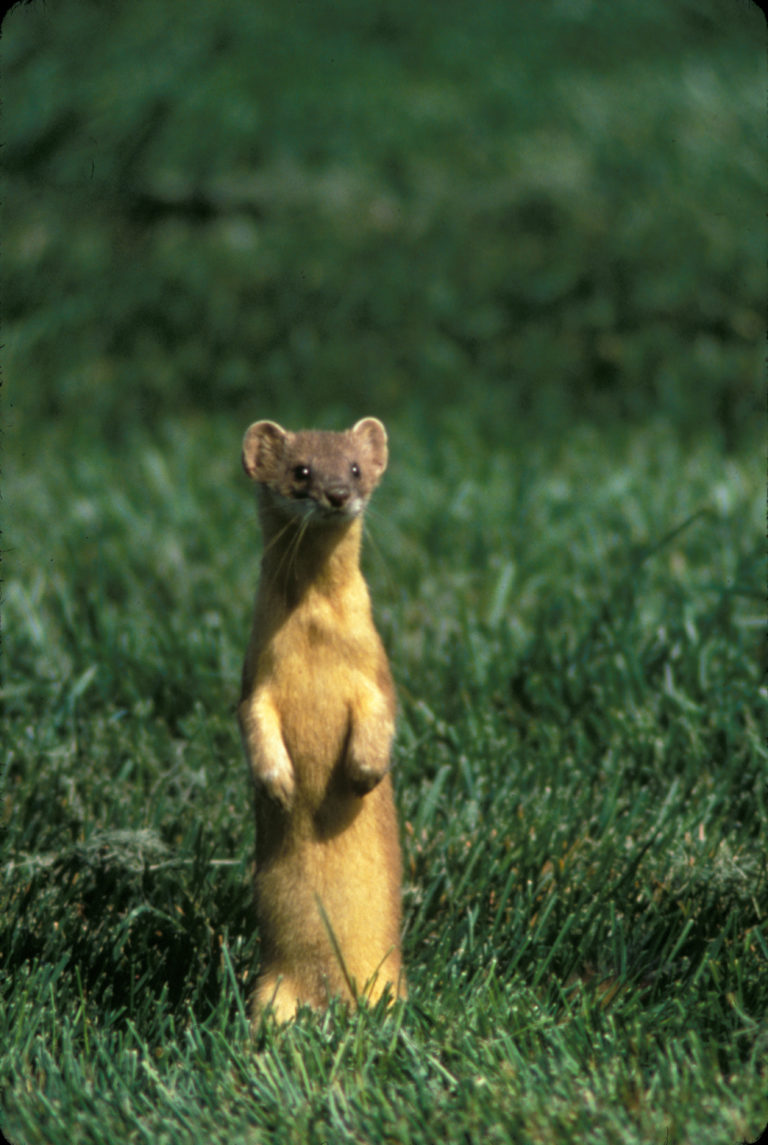 Long-tailed Weasel (Mustela frenata)