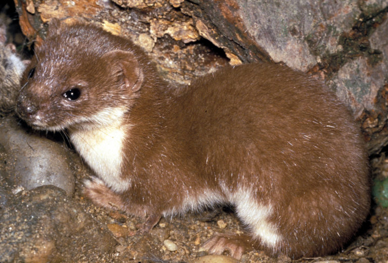 Least Weasel (Mustela nivalis)