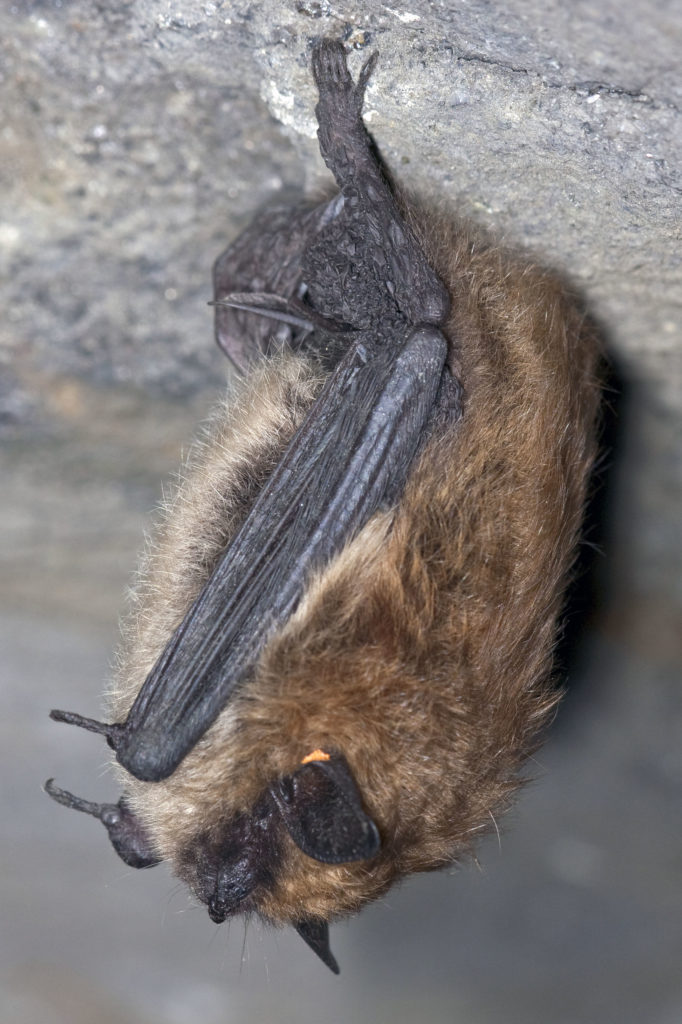 Small-footed Bat (Myotis leibii)