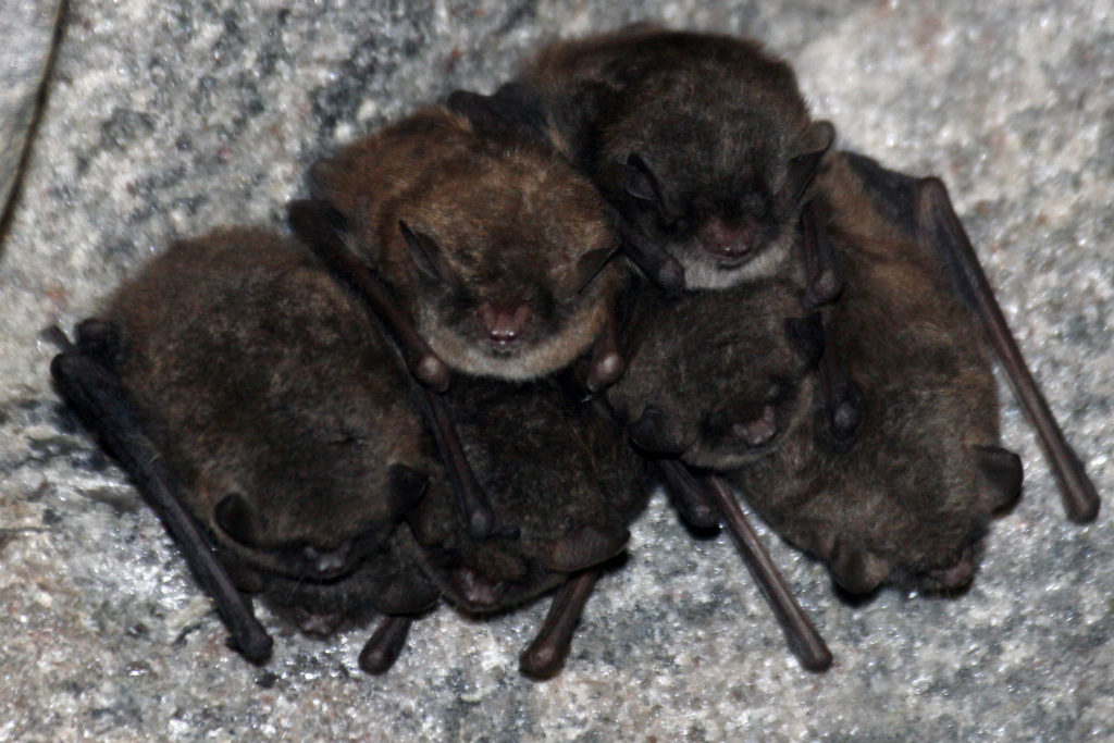 PA Mammals