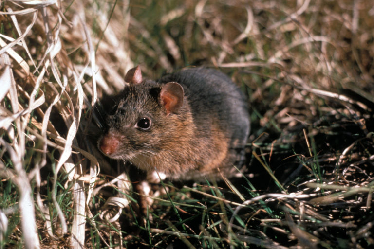 PA Mammals