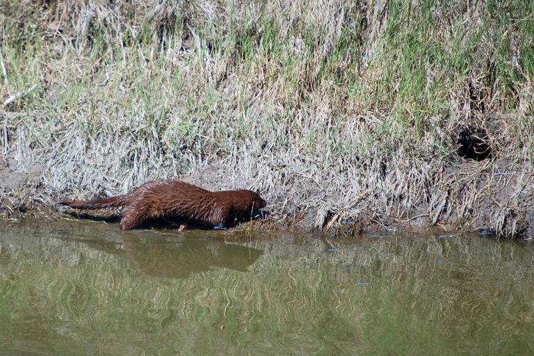 PA Mammals