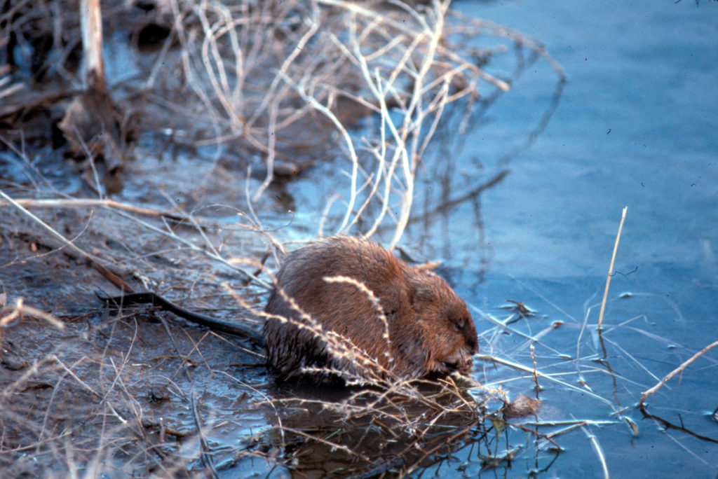 PA Mammals