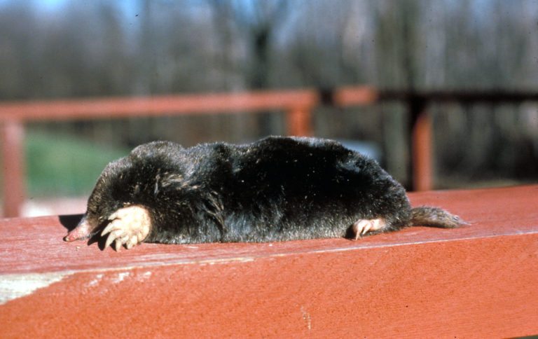 PA Mammals