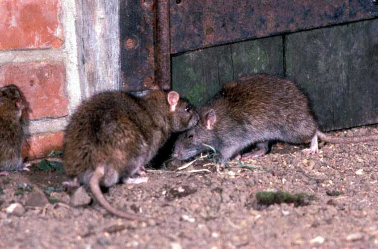 Norway Rat (Rattus norvegicus)