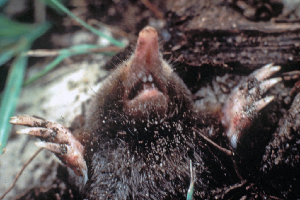 PA Mammals