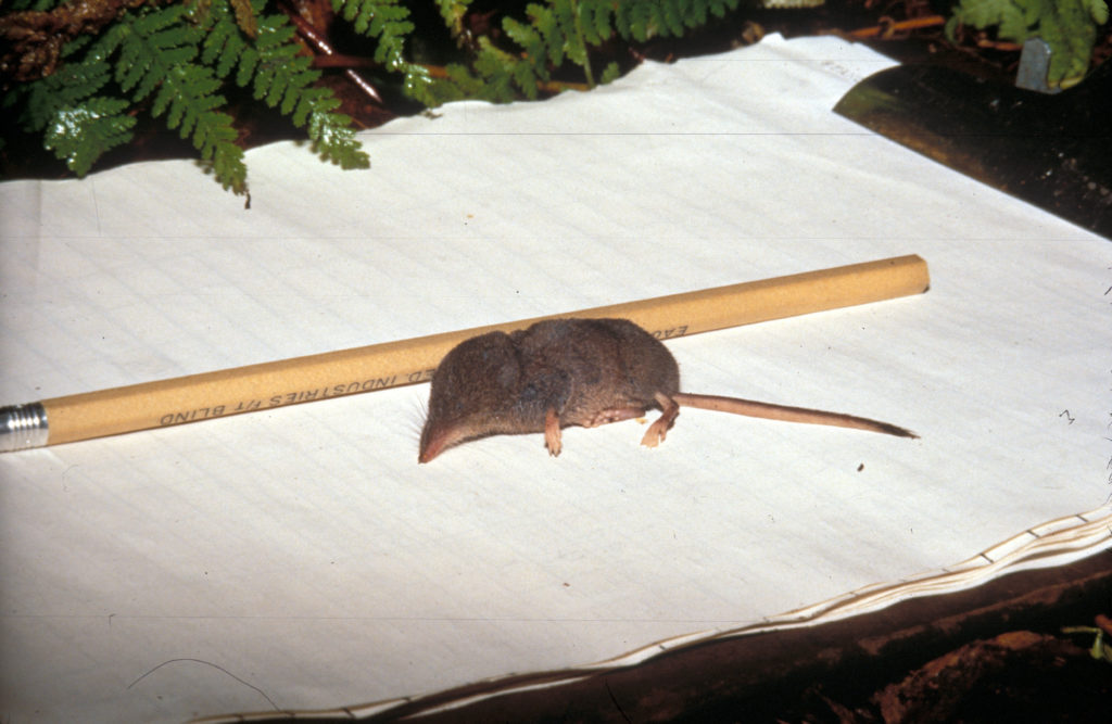 Masked Shrew (Sorex cinereus)