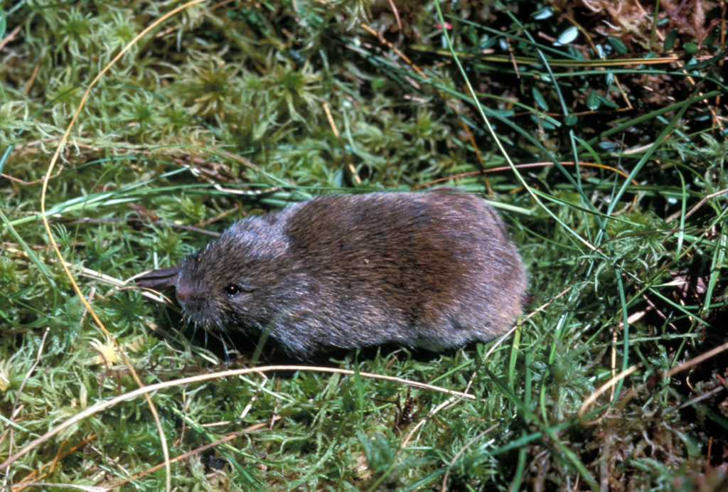 PA Mammals