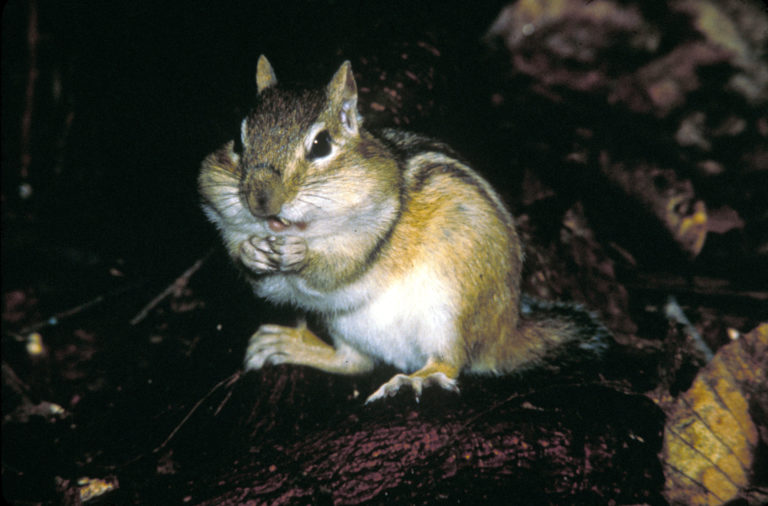 PA Mammals