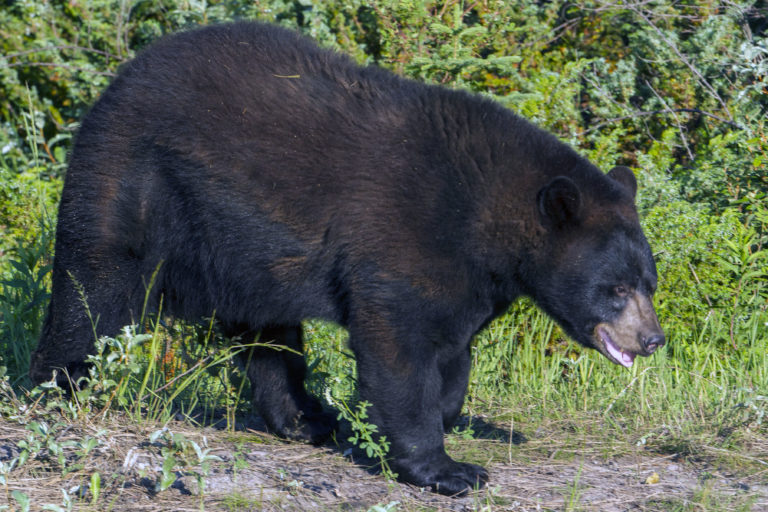 Bears (Ursidae)